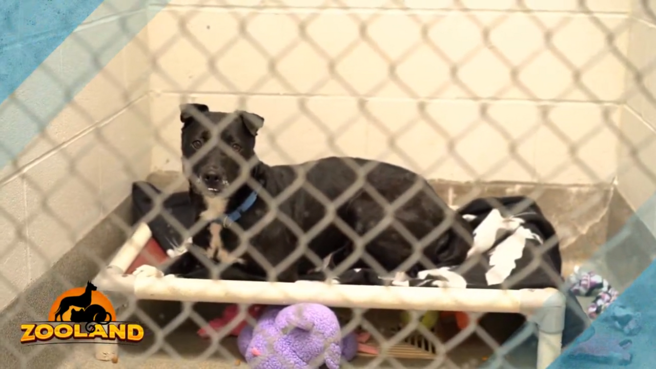 Starving Senior Dog Felt Defeated When He Is First Rescued Until His ...
