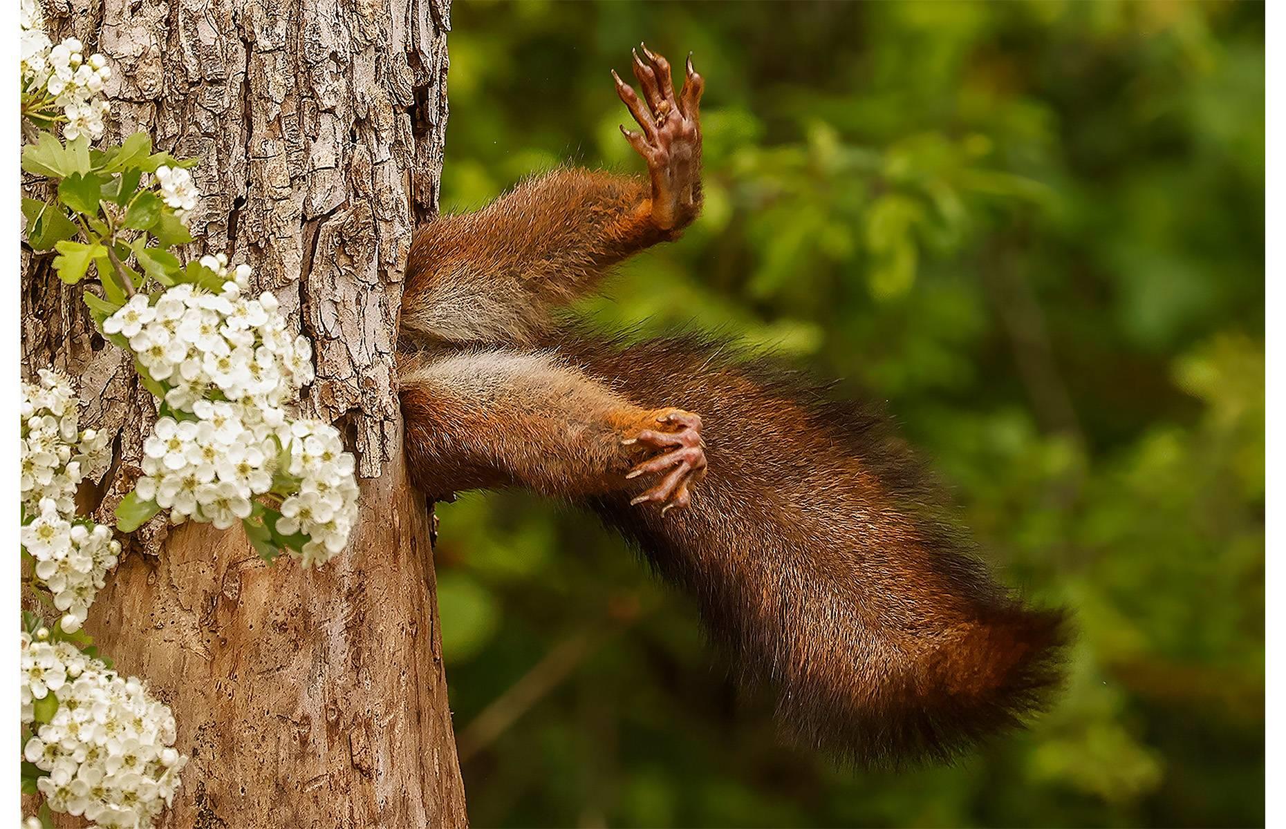 Animal magic: the best of the Comedy Wildlife Awards