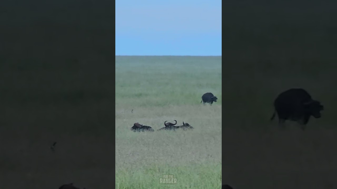 Elephants and Buffalo Meet in the Plains Wild Encounter
