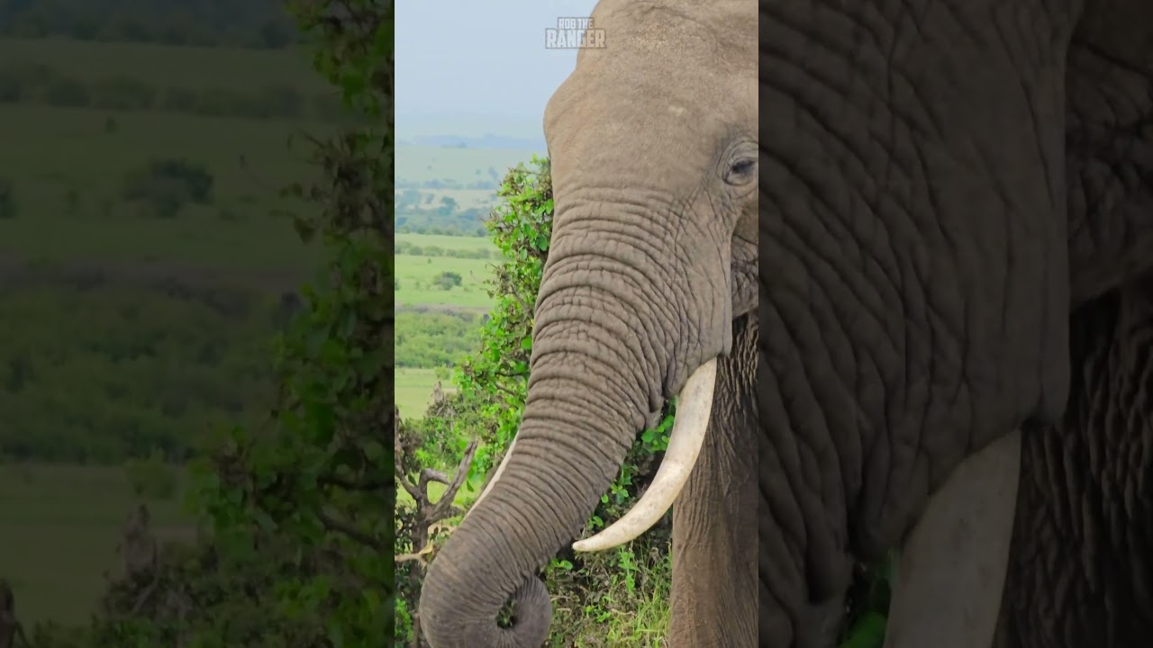"Close-Up of an Elephant, Capturing Its Majesty in the Wild"