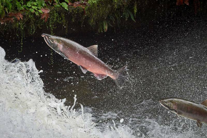 Olympic Peninsula fish passage project not impacted by funding freeze