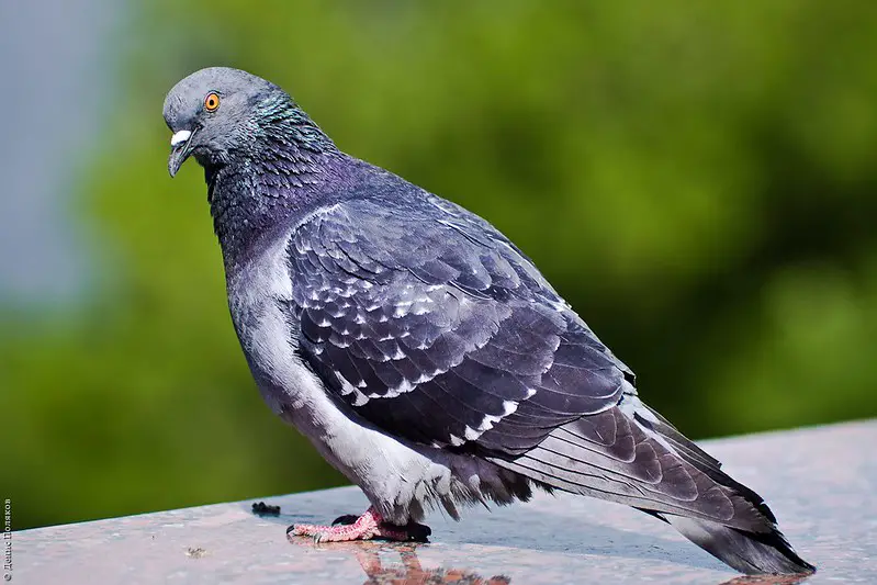 Can You Identify This Animal? Common Creatures With Secret Superpowers