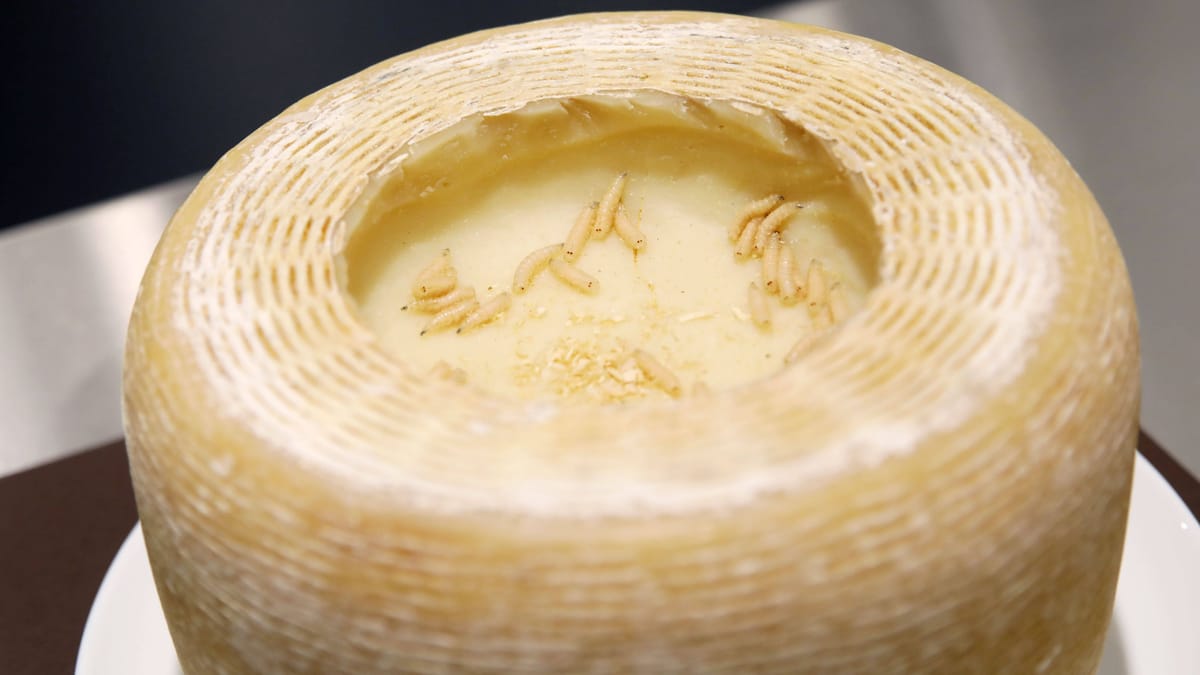 Casu Marzu: Der Madenkäse aus Sardinien – gefährlich und gefeiert