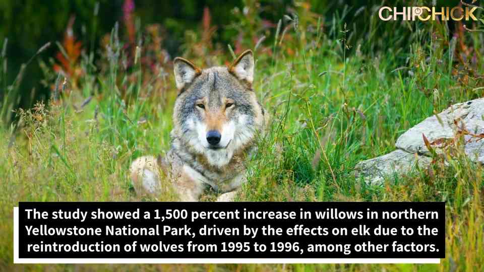 Wolves Are Bringing Balance Back To Yellowstone