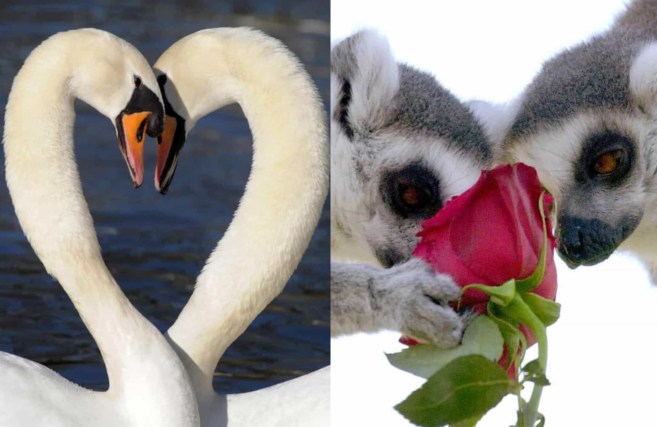 Cómo algunas especies celebran el amor en la naturaleza
