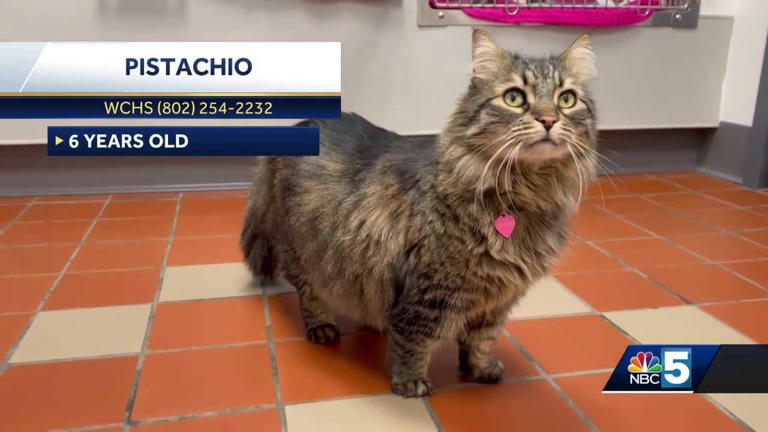 Pet Connection: This goofy needs a home for Valentine's Day