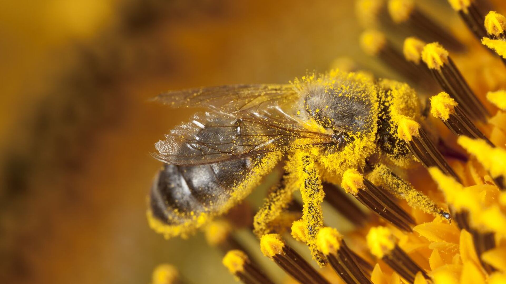 ‘Waves of pollen:’ Action News Jax First Alert Weather Team warns of ...