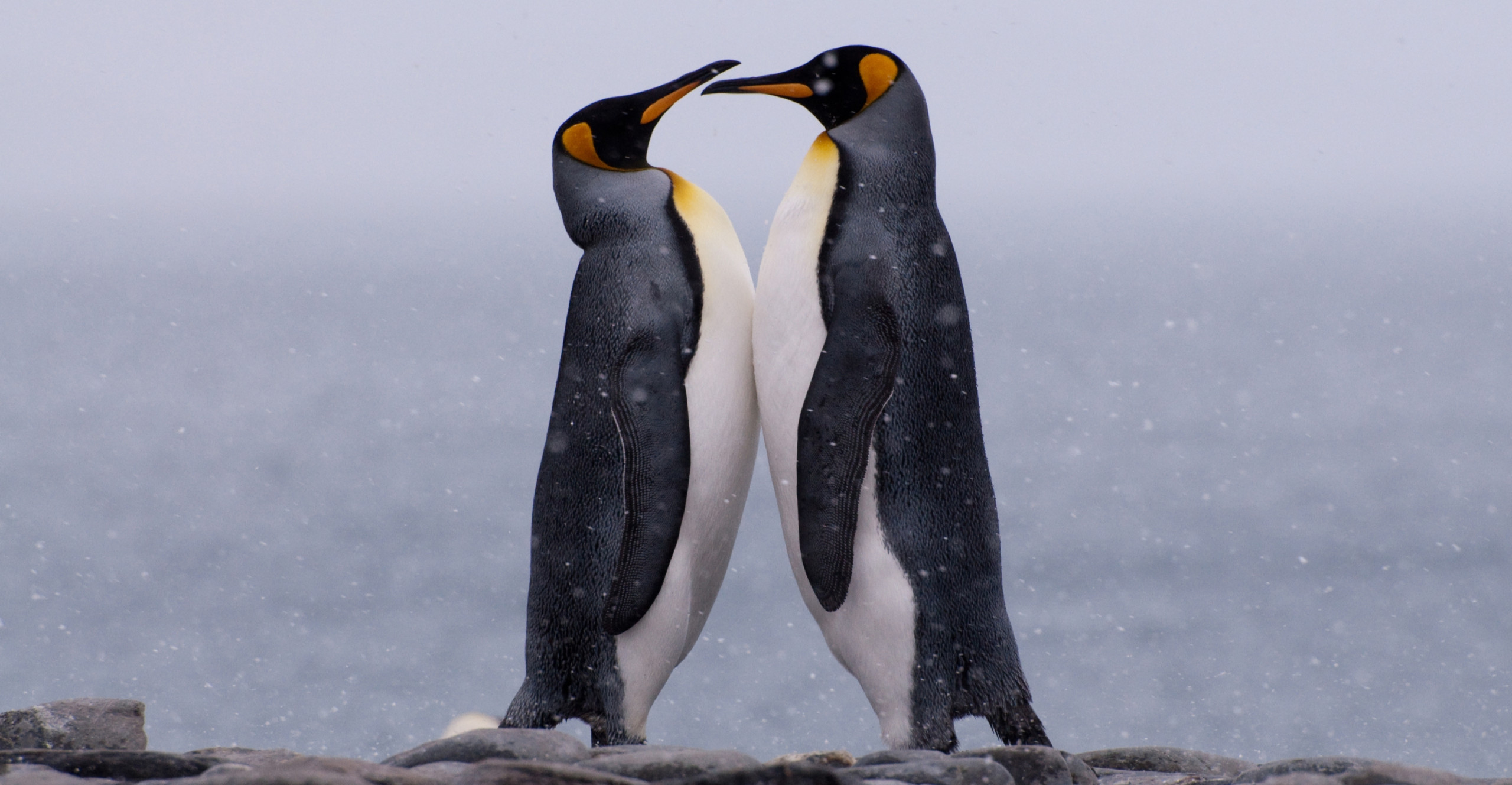 The animals that give each other gifts