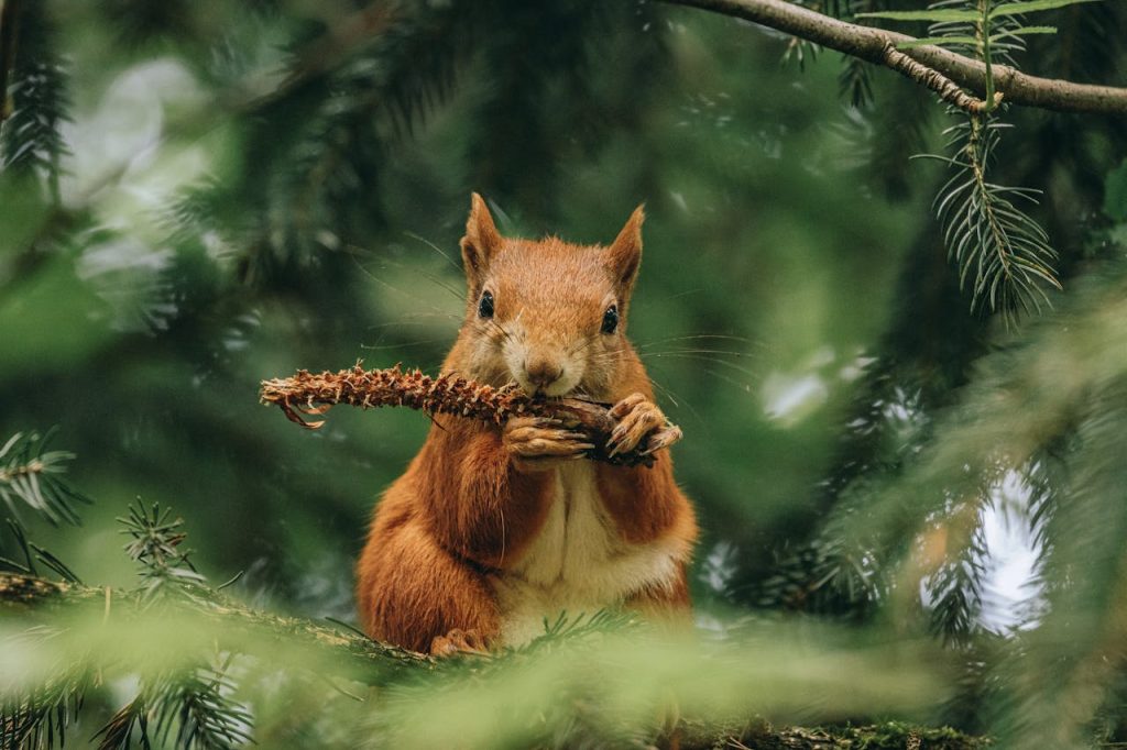 Study reveals why red squirrels are more vulnerable to disease