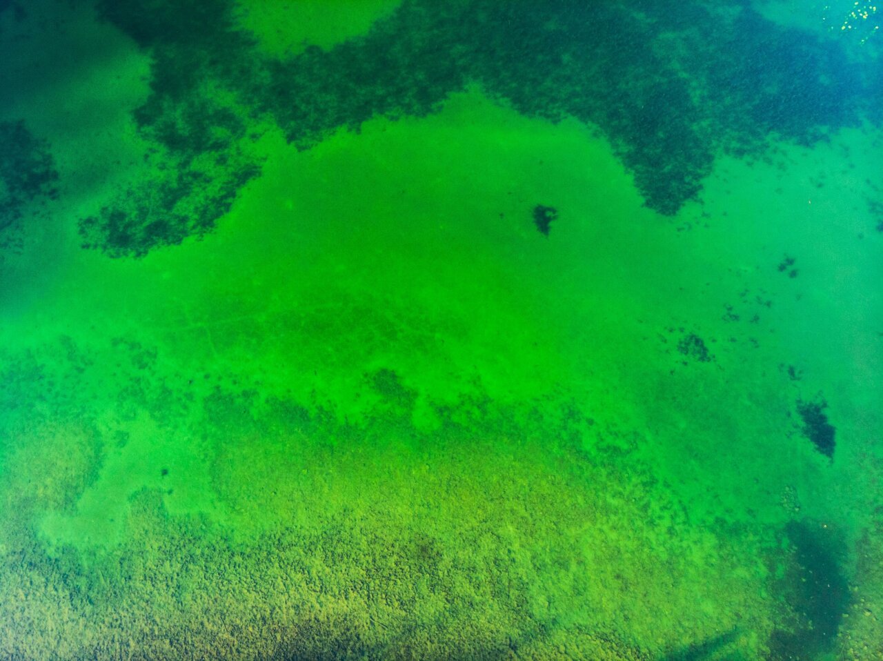 Lake Victoria is turning green. Examining the deadly bacteria behind it
