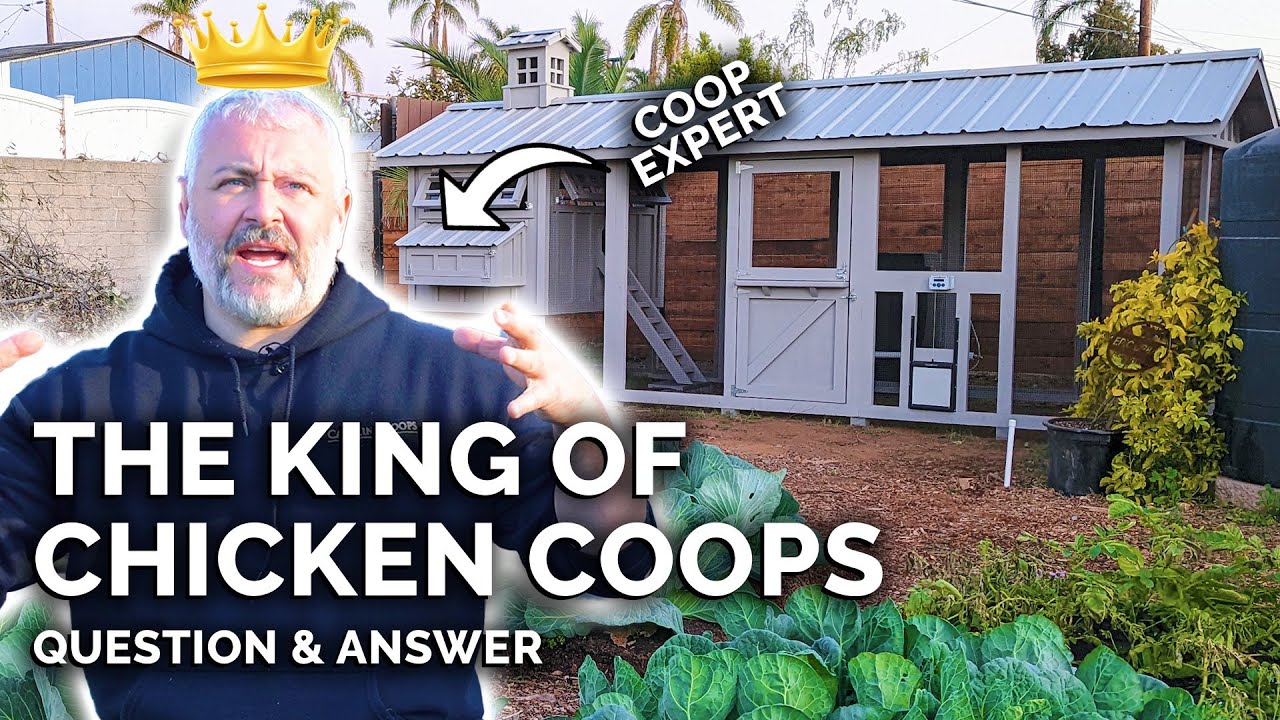 Chicken Coop Expert Answers 27+ Common Chicken Questions