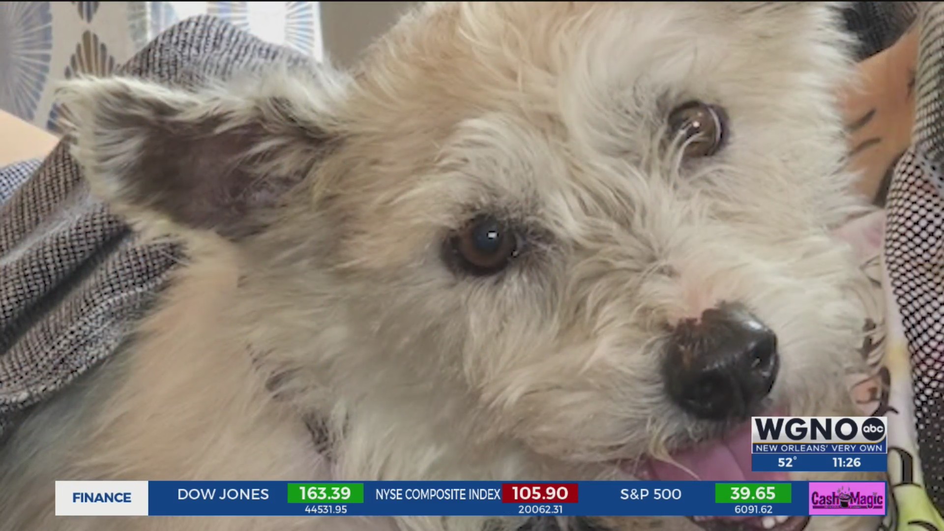 Scrim named Grand Marshal of Barkus