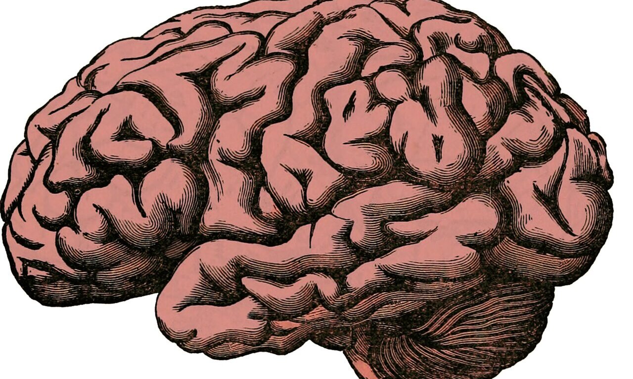 Part of your brain gets bigger as you get older—here's what that means ...