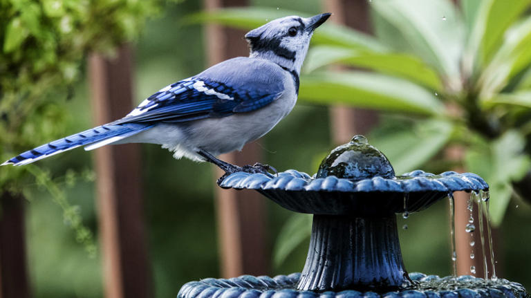 Does The Color Blue Actually Attract Birds? It's Complicated