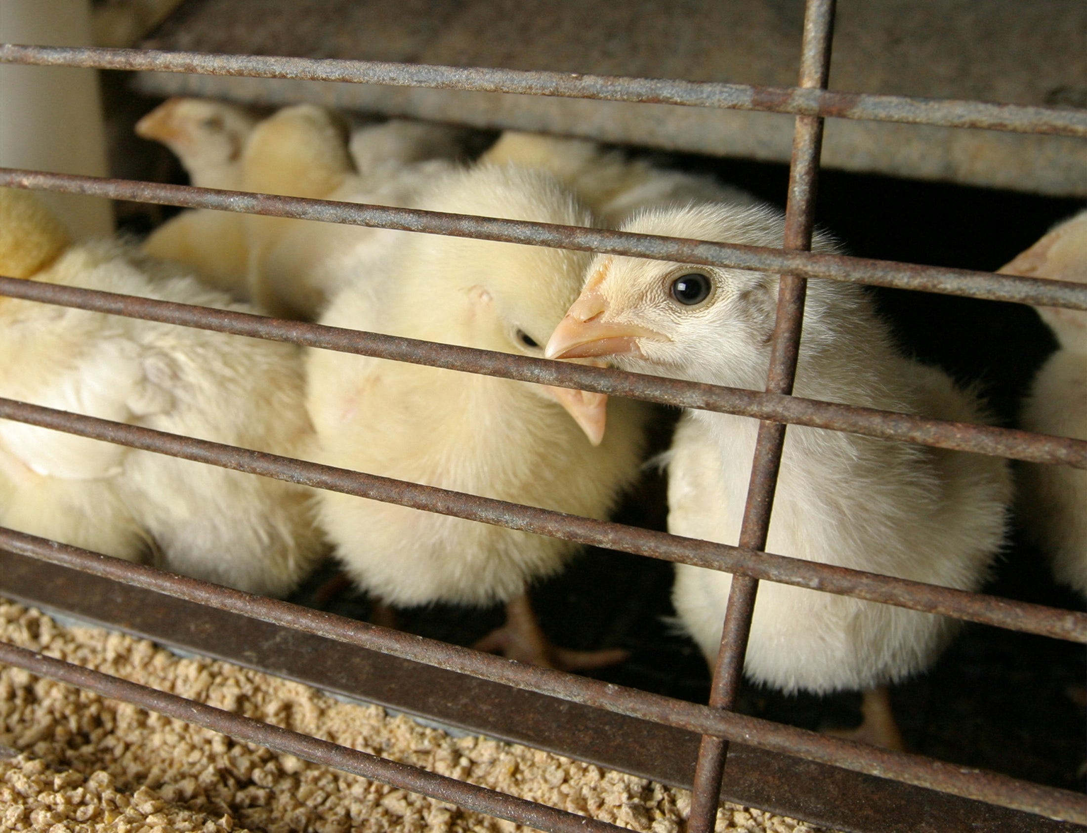 Ohio has first human bird flu case. Can you test? What are the symptoms ...