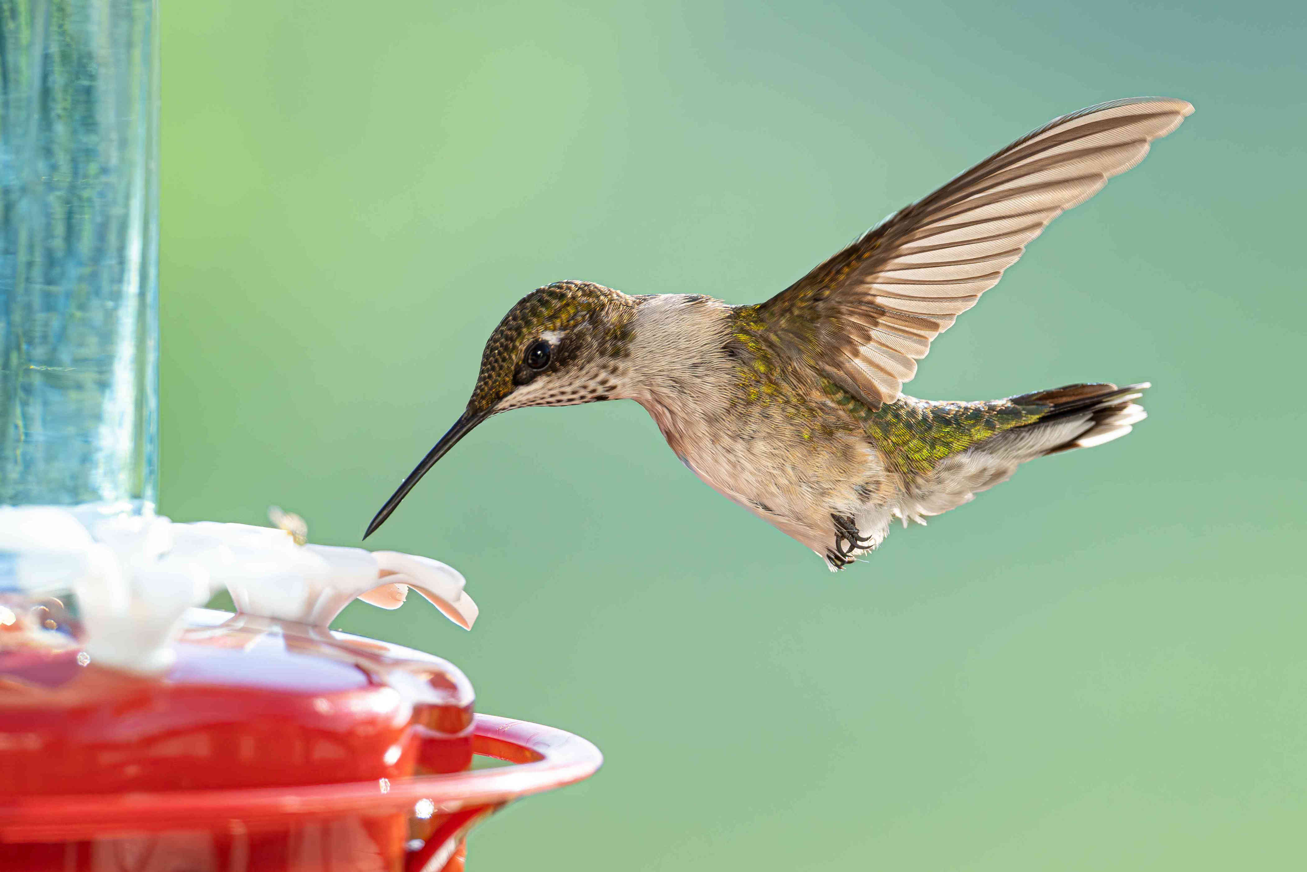 Here's When You Can Expect Hummingbirds To Return To Your Yard