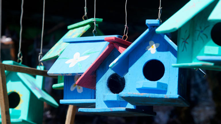 Does The Color Blue Actually Attract Birds? It's Complicated