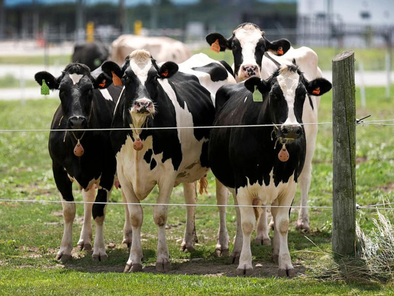 Blood samples show bird flu infection in veterinarians who didn't ...