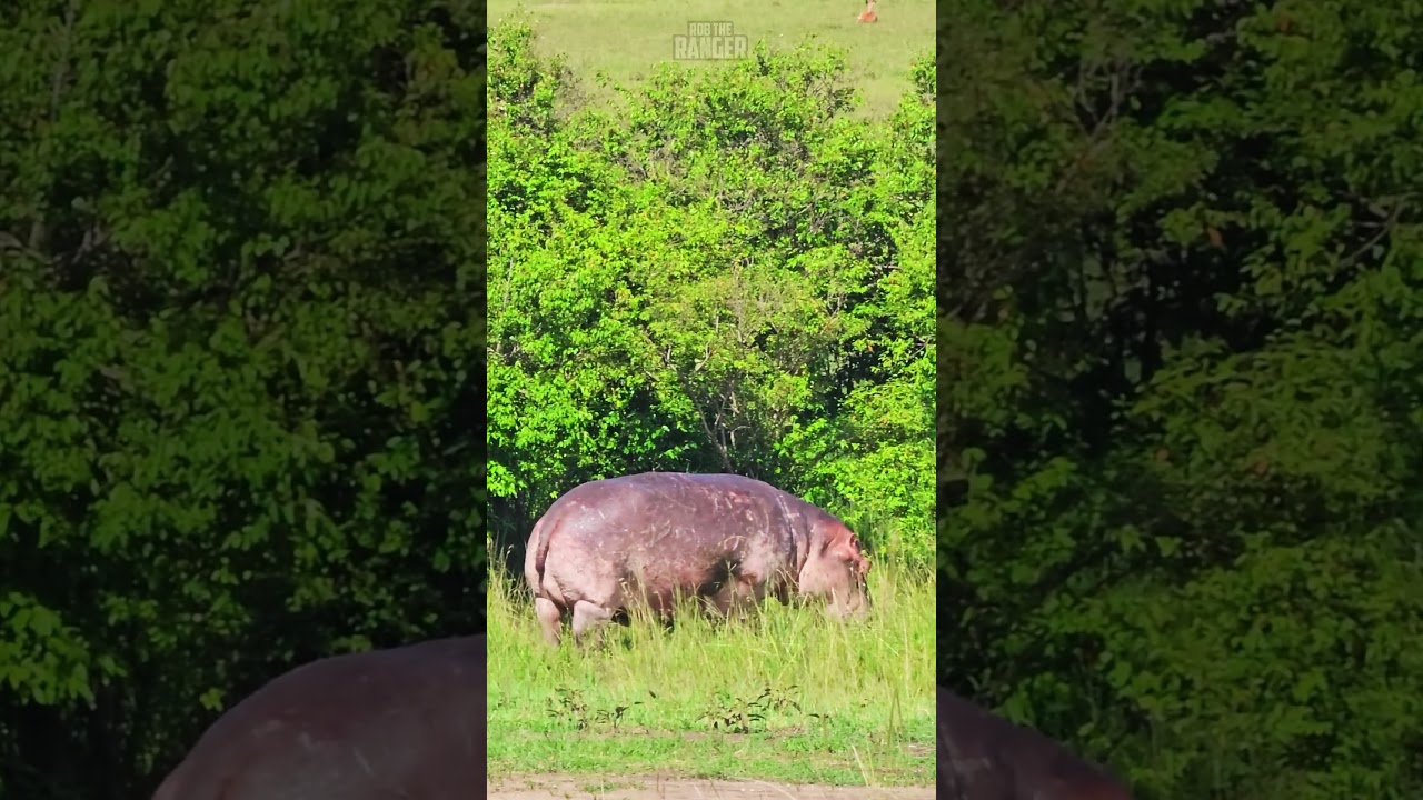 Watch: Curious Hippo Caught Out and About