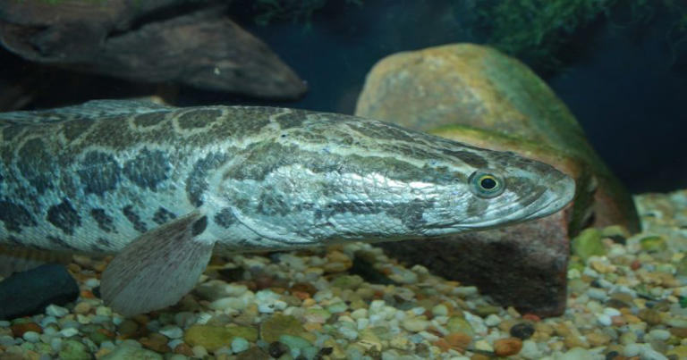 Invasive Chesapeake Channa Reducing Fish Populations in Maryland