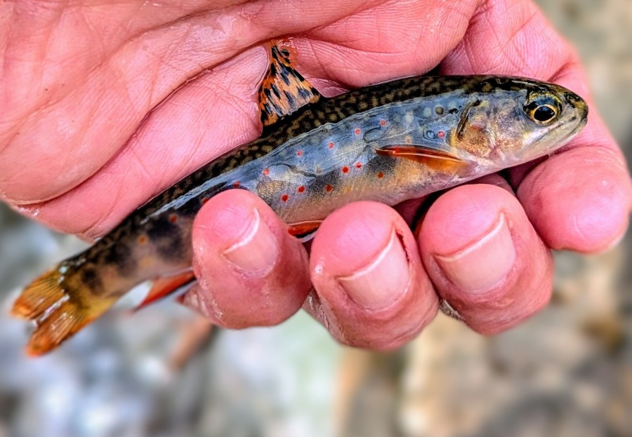 DEEP looks to protect 'iconic' native Connecticut fish with new inland fishing regulations