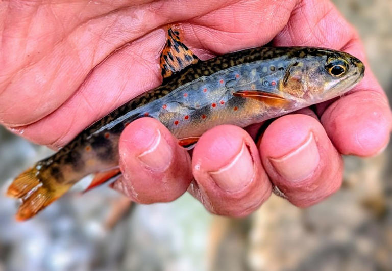 DEEP looks to protect 'iconic' native Connecticut fish with new inland ...