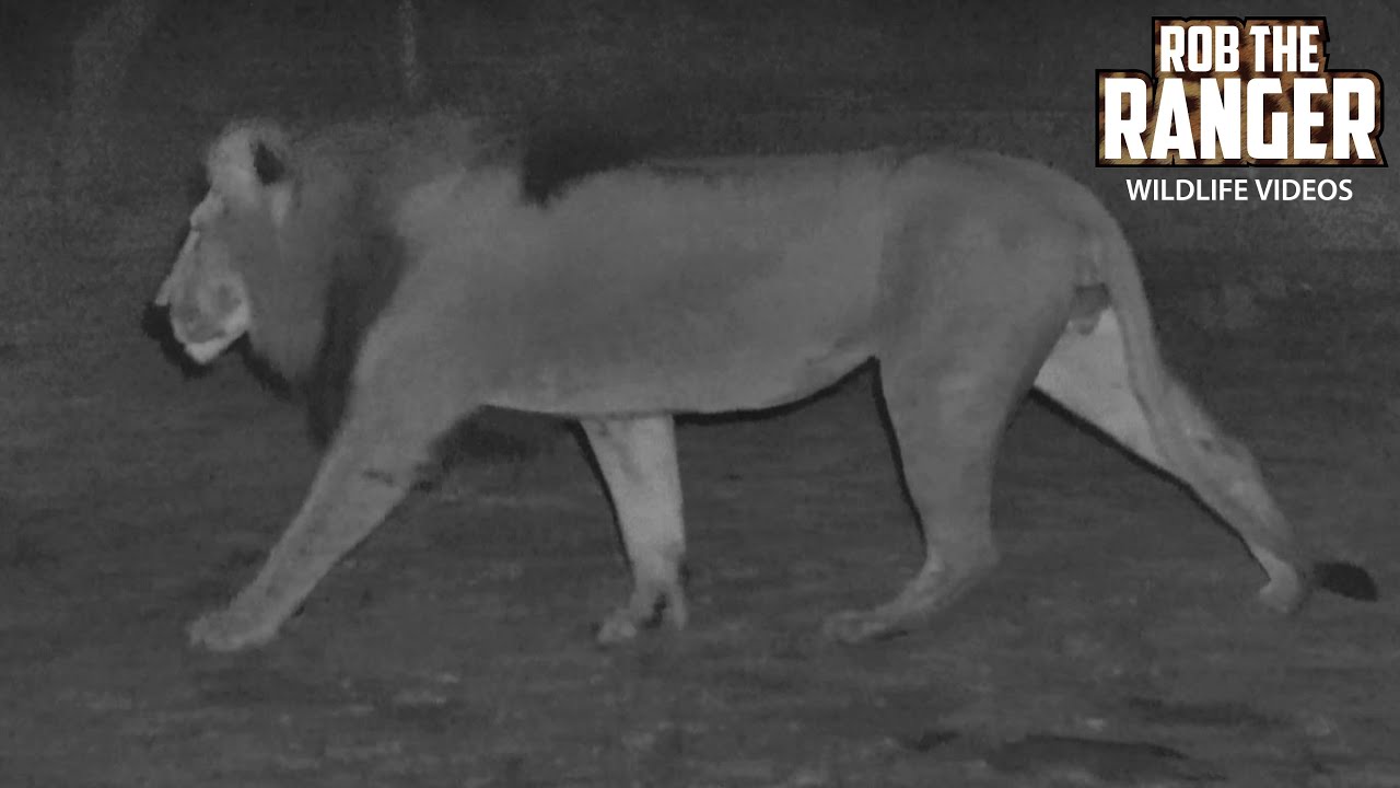 Witness lions prowling the dark on this Lalashe Mara Ripoi safari