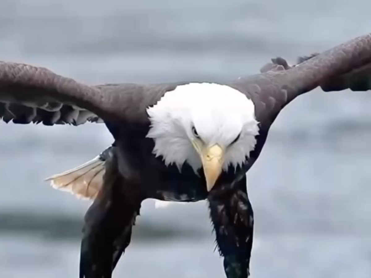 Fotógrafo registra vídeo impressionante de uma águia mergulhando para ...