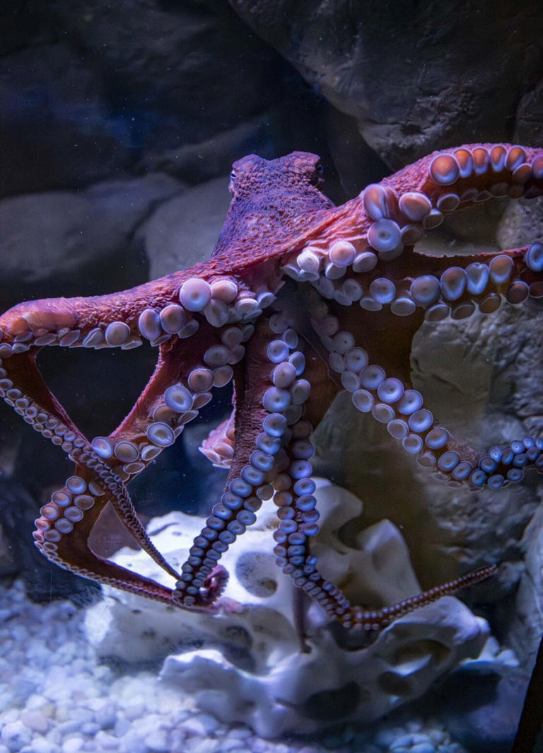 Visitors to the Milwaukee Zoo can now see a giant Pacific octopus and ...