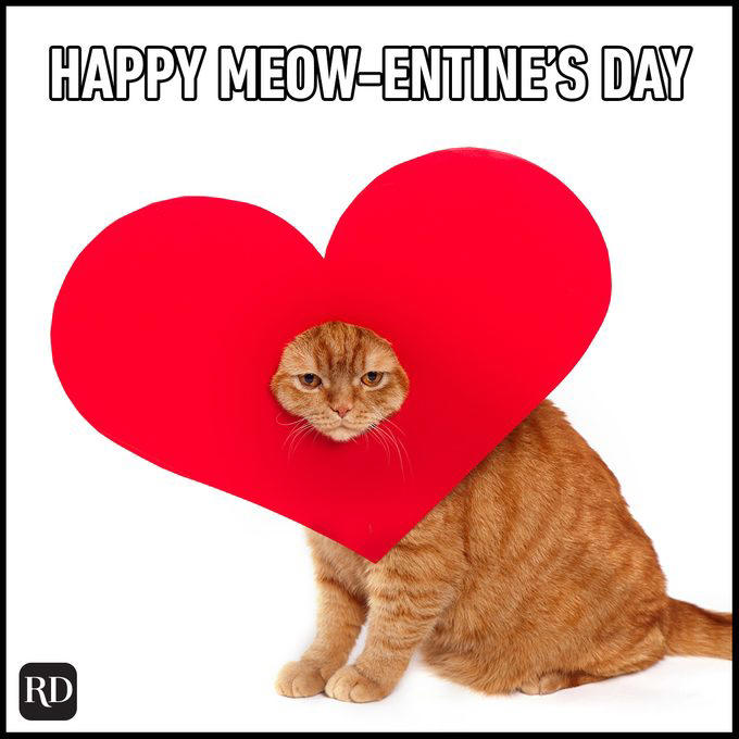 60 Funny Valentine’s Day Memes Everyone Can Relate To