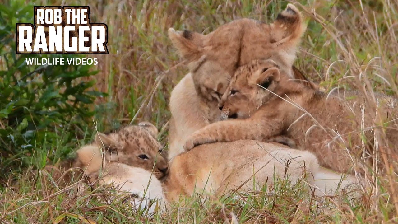 Lion pride with small cubs navigates Mara grasslands