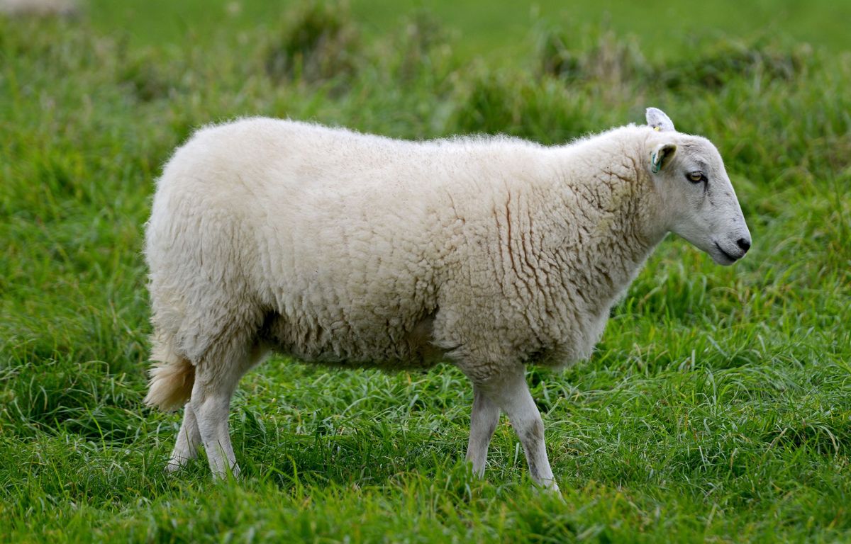Une touriste demande à un chauffeur de taxi de faire Nancy-Paris… avec ...