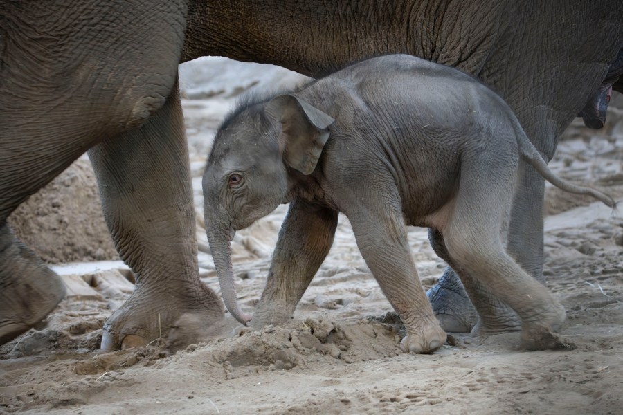 Tula-Tu named Grand Marshal of Grand Floral Parade