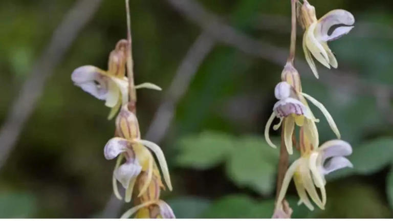 Britain’s rarest flower ‘ghost orchid’, believed to be extinct ...