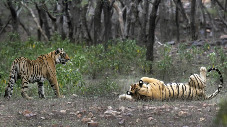 Since 2006, Tiger-occupied Territory Expanded 2.9k-sq km/yr In India: Study