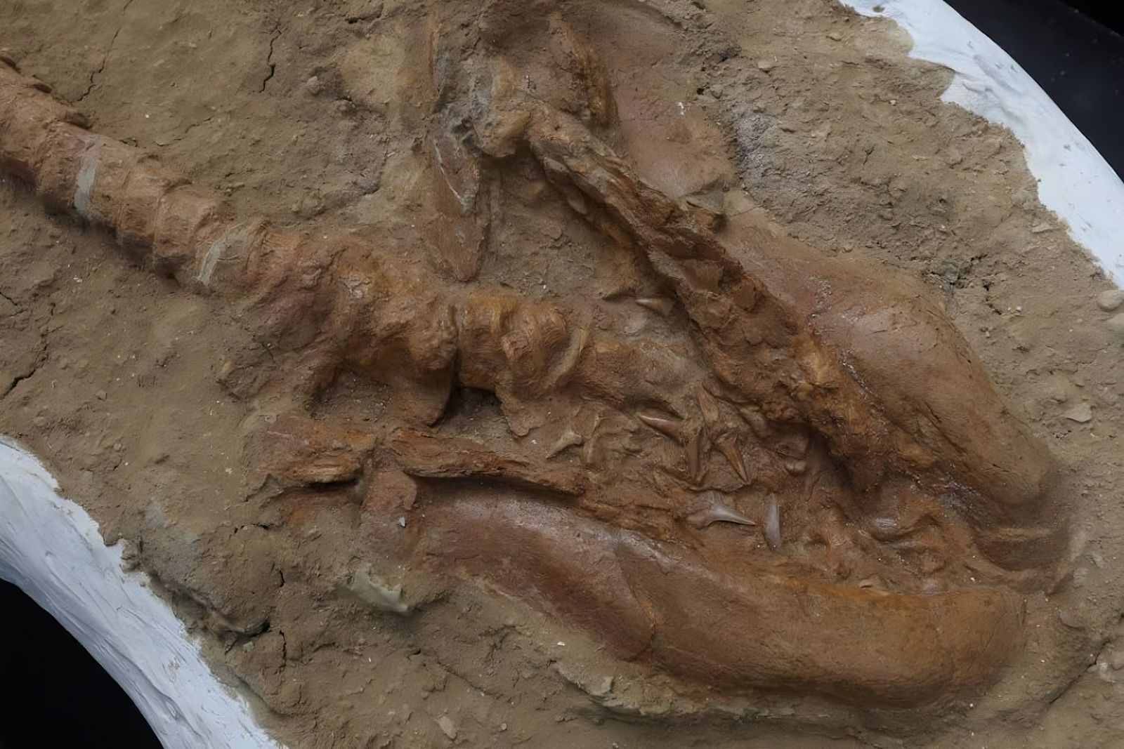 Discovery of a colossal 9-million-year-old fossil in excellent condition 🦴