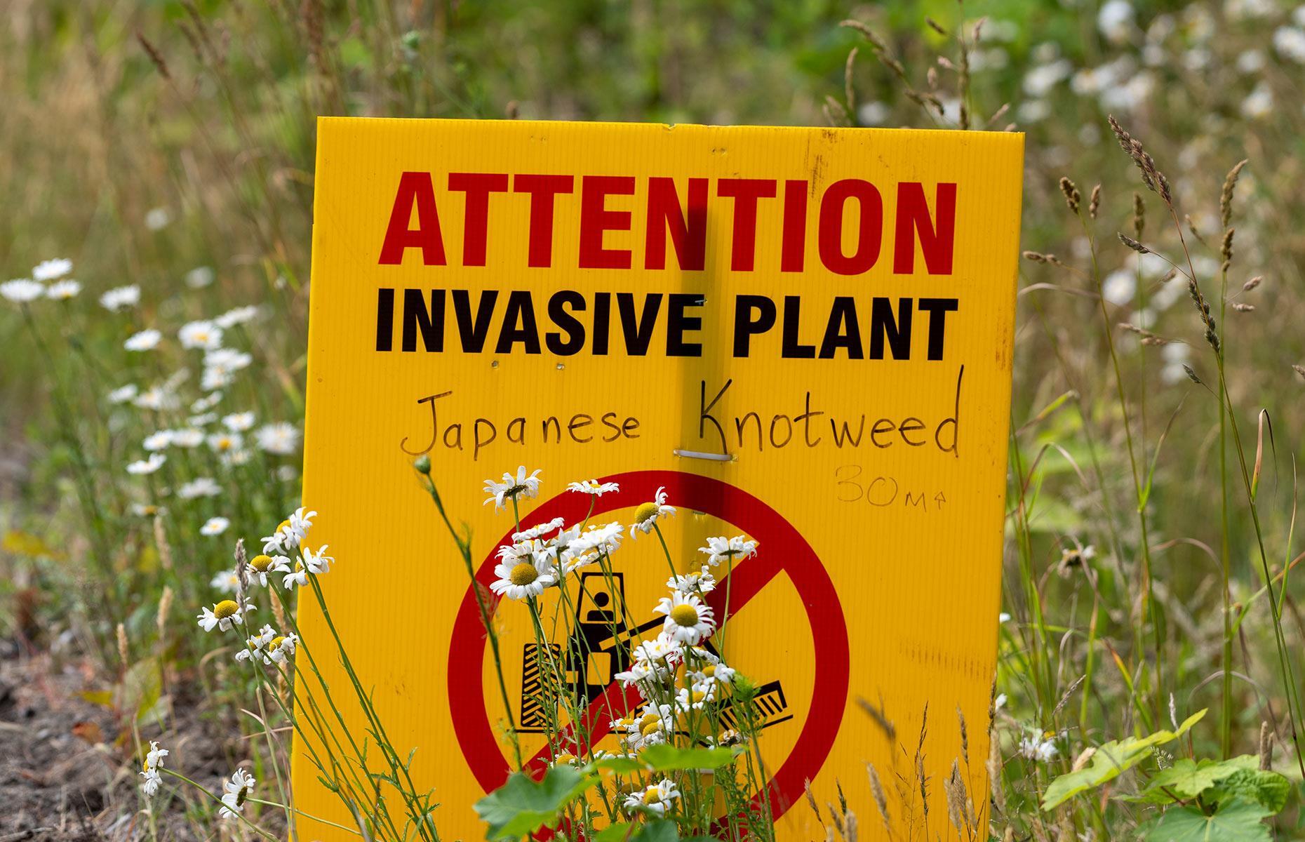 Proceed with caution: 16 poisonous or invasive plants