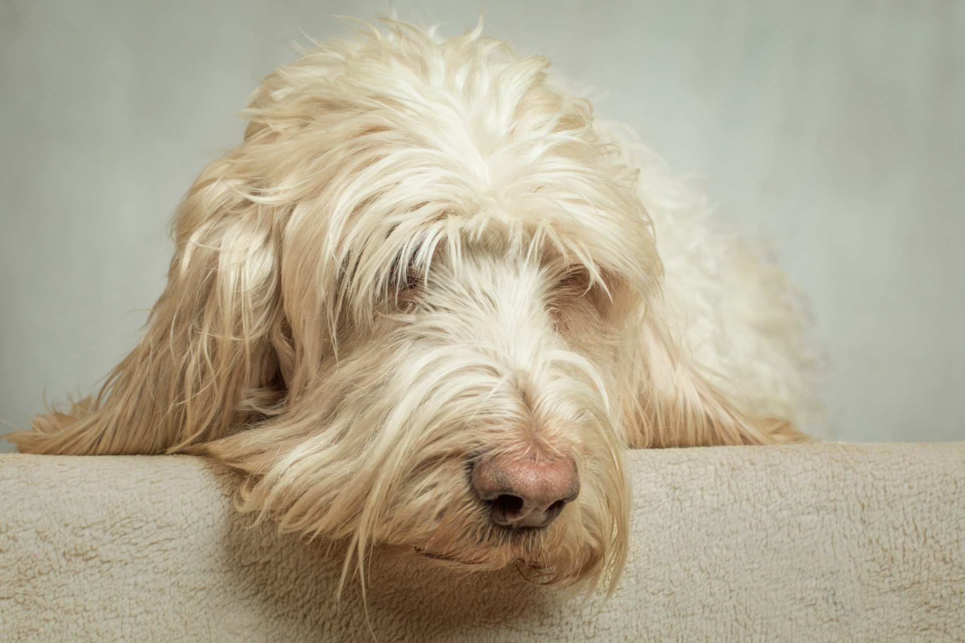Common human behaviors that dogs dislike