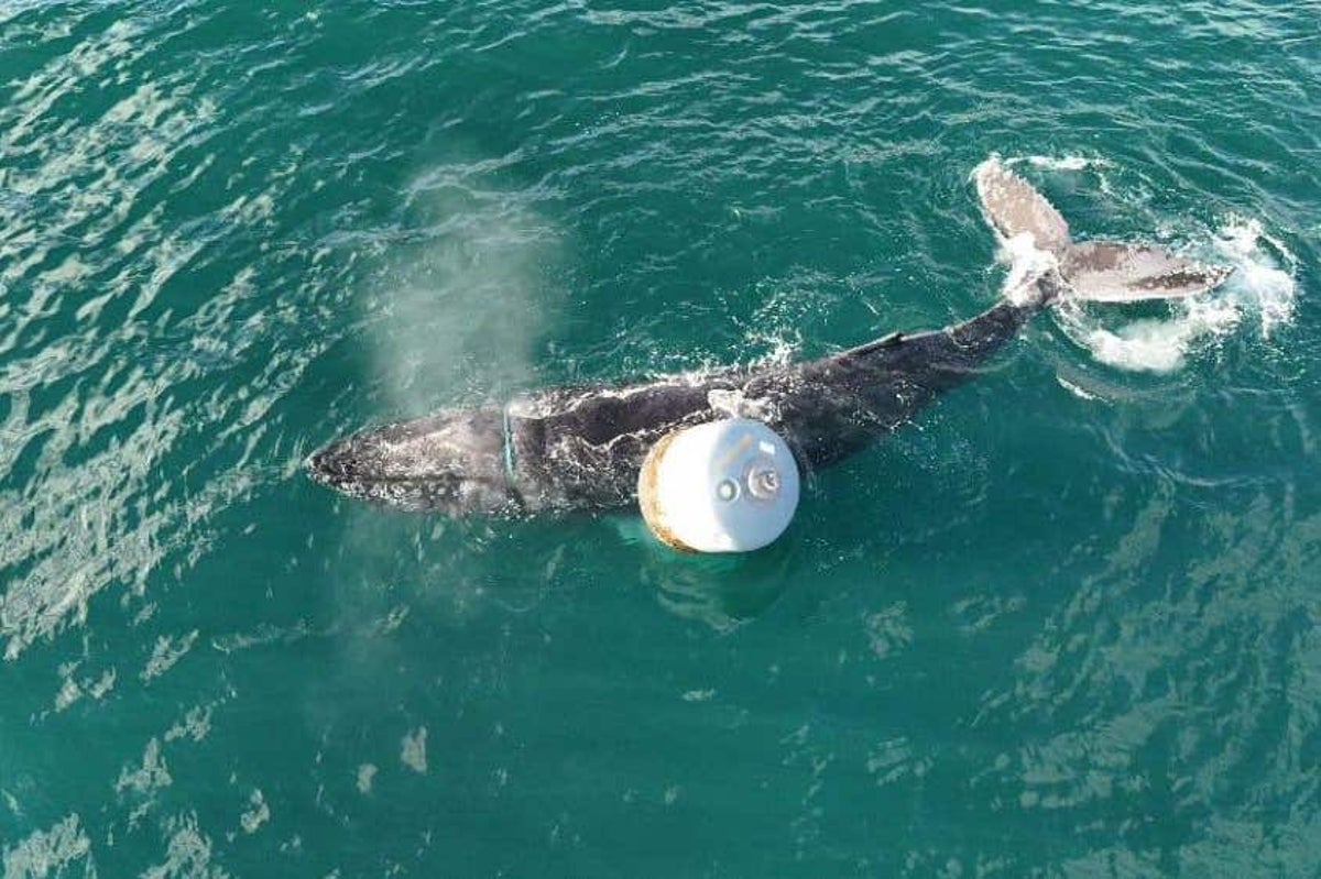 Efforts to free whale entangled in rope off Skye continue