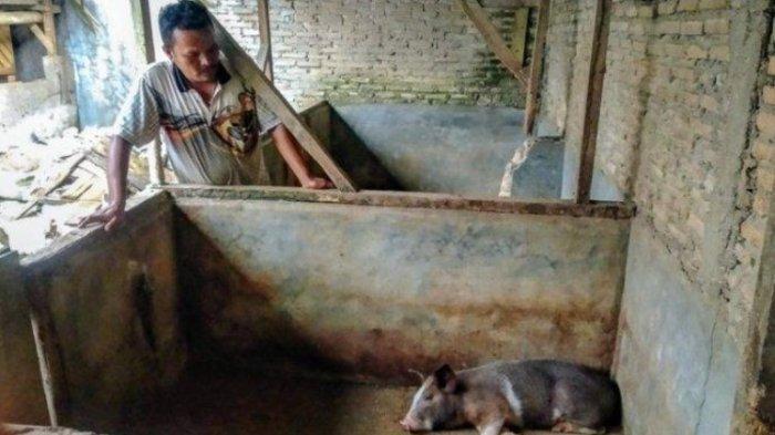 RATUSAN BABI di Deliserdang Mati Gegara Terpapar Penyakit Demam Babi ...