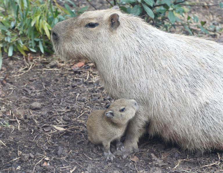 Tupi's tale: Meet the San Antonio Zoo's viral capybara cutie