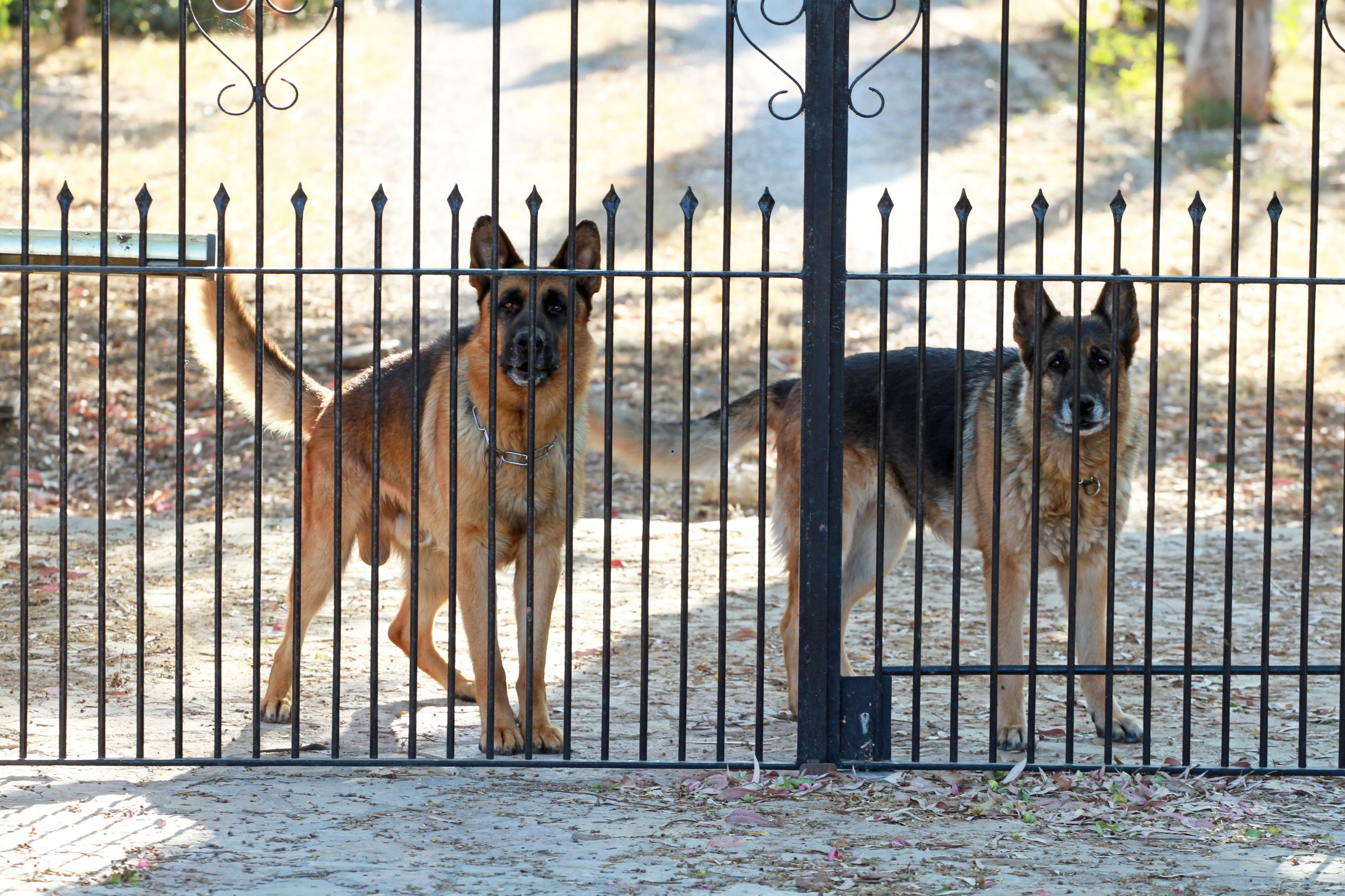 Best Guard Dogs: Here are 13 breeds of alert dogs you can trust to ...