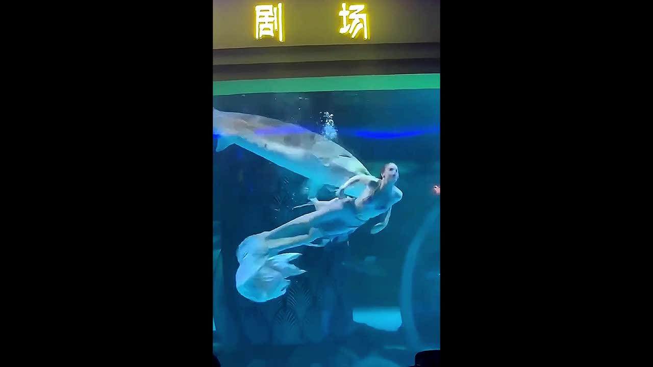 Terrifying moment mermaid performer is bitten on head by large fish ...