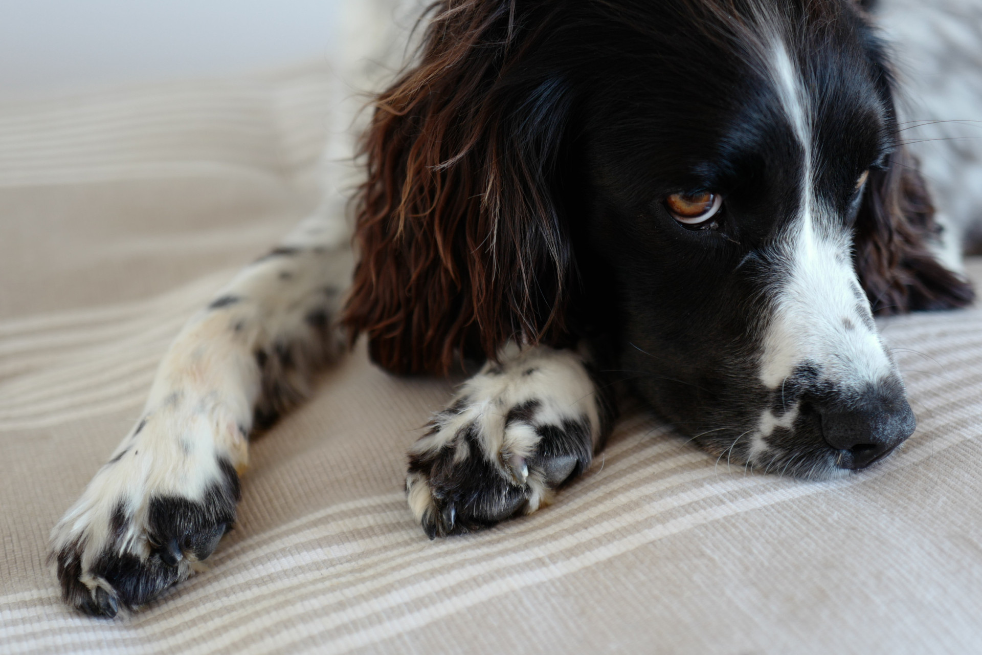 A guide to the most intelligent dog breeds