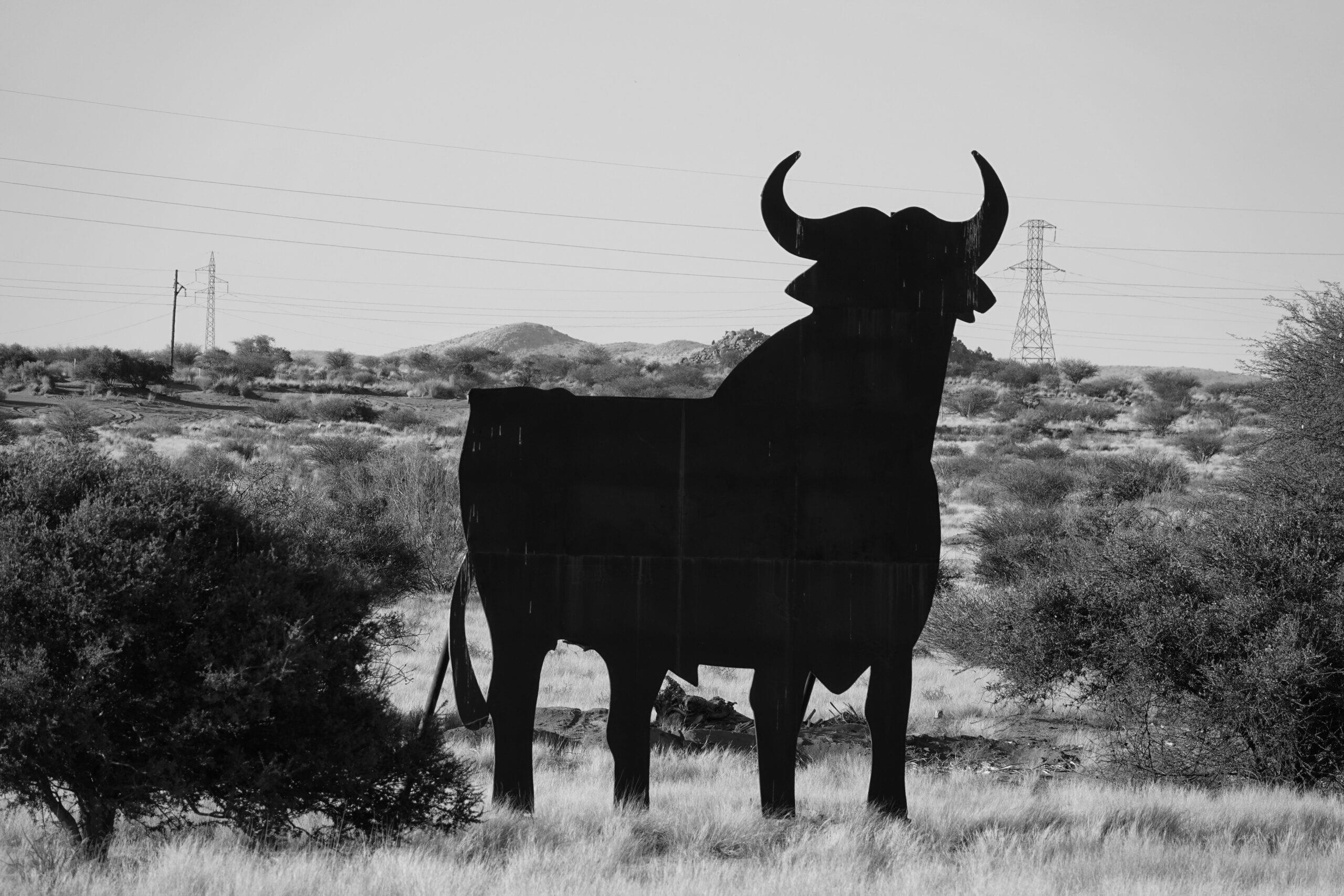 Upington Tales II — Spanish bulls in the veld, farming Kalahari-style ...