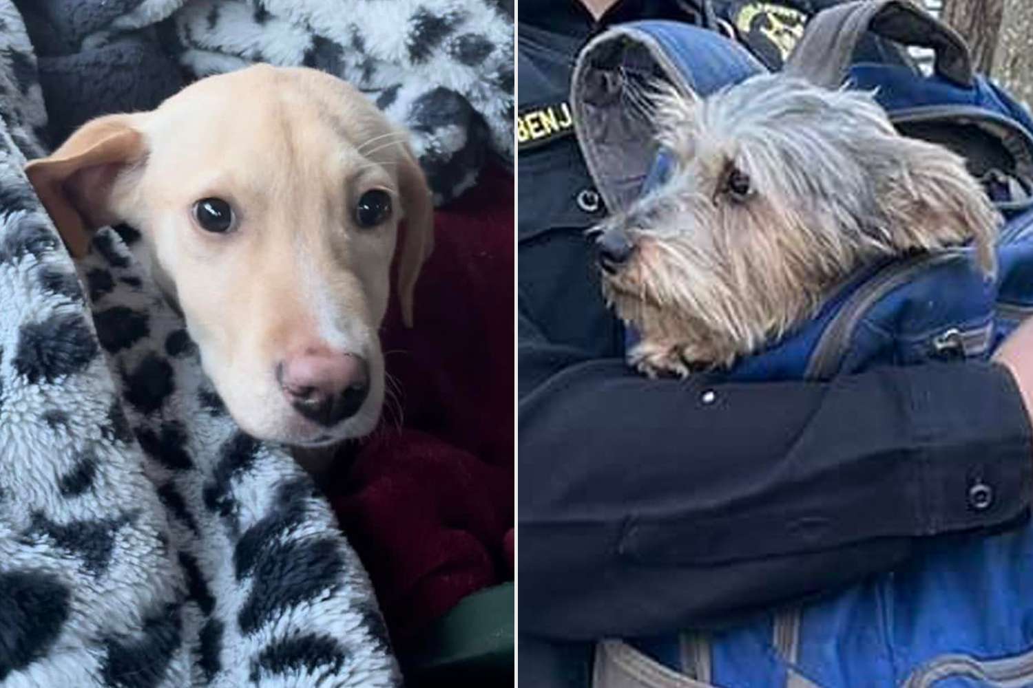 2 Dogs Find Homes After Surviving Plane Crash That Killed Rescue Flight ...