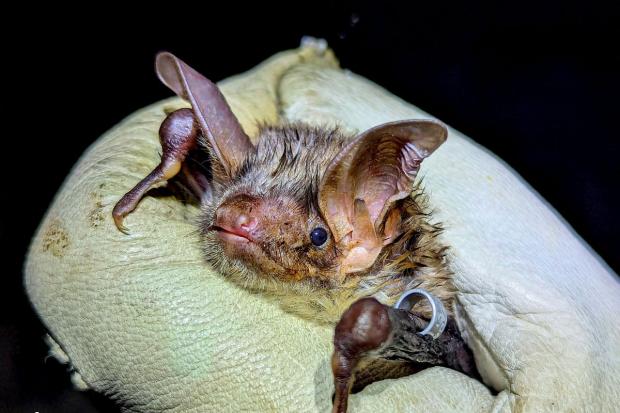 Incredibly rare bat thought to be extinct is discovered in Sussex