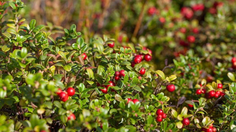 Best edible evergreens – 5 beautiful plants for a sustainable, year ...