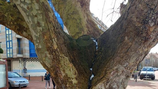 Echan sal en las raíces y grietas del emblemático plátano de Mera