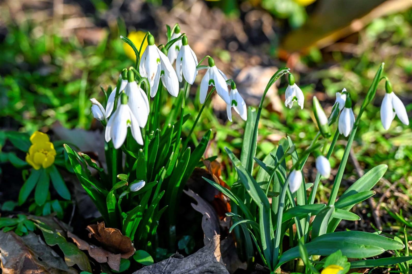 Out & About: The best snowdrop displays in Cambridge and Suffolk